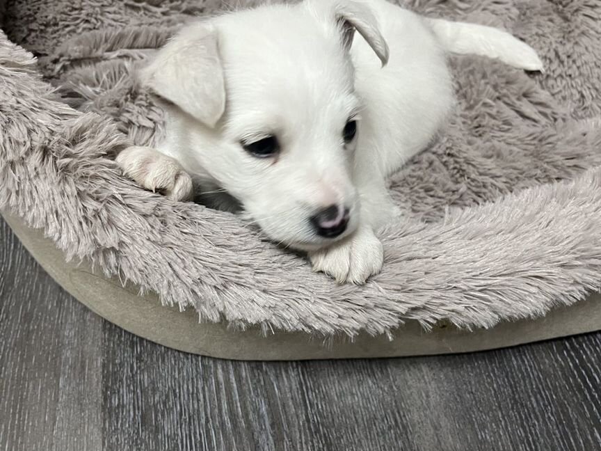 Щенок бизон фризе (метис)