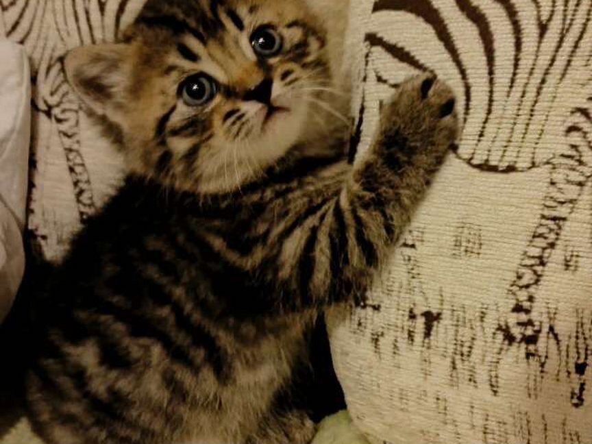 Котята, мама Невская маскарадная