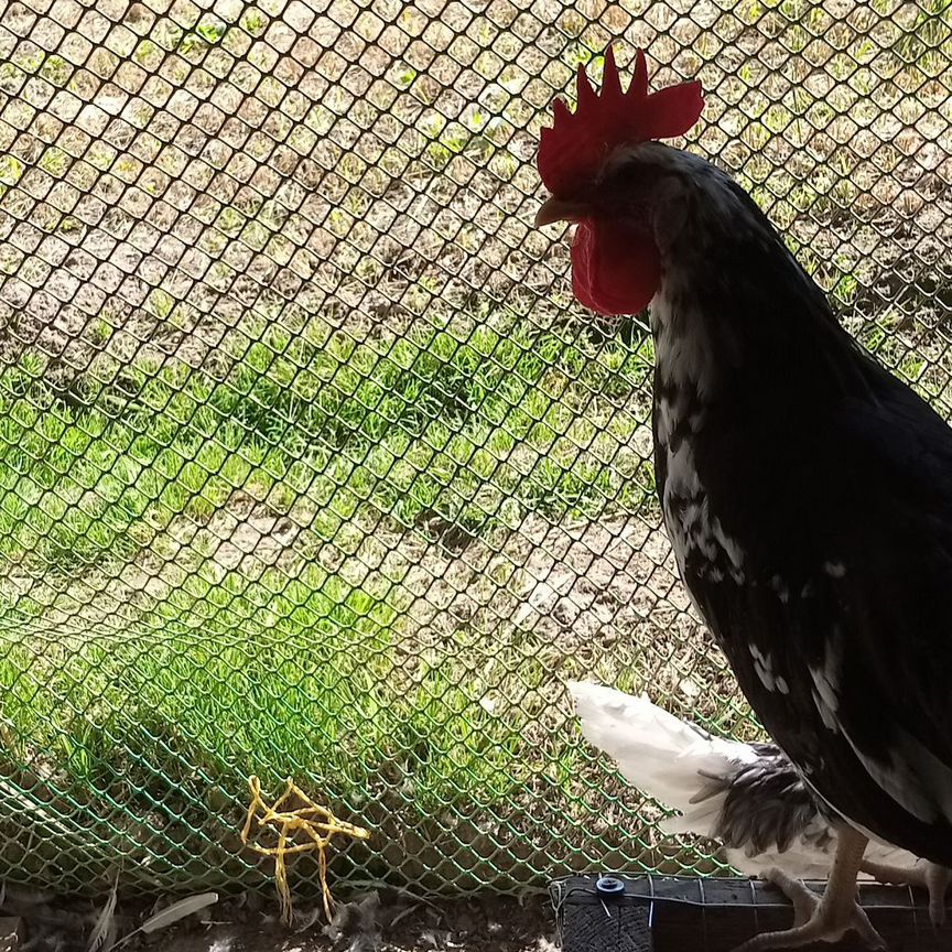 Породистые петушки