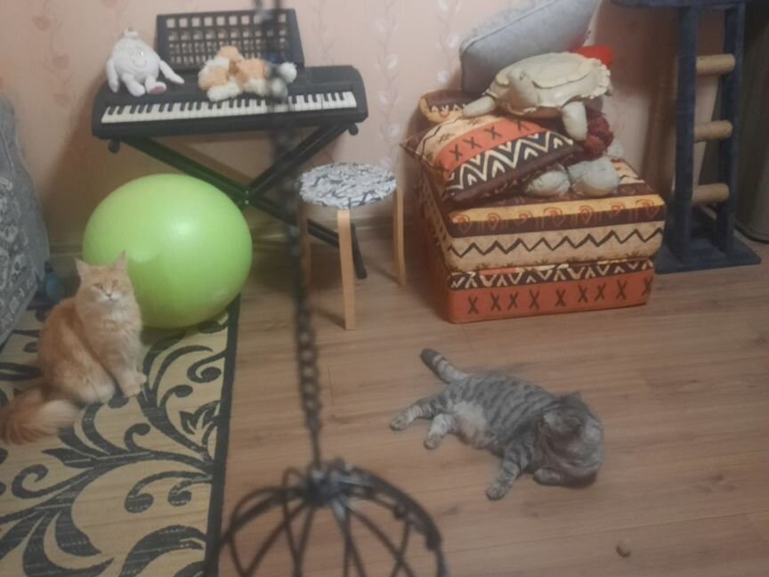 Сенница и купалка для шиншилл