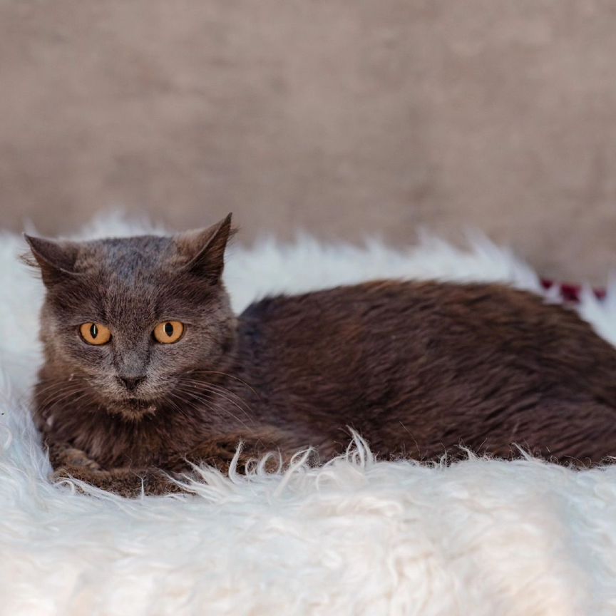 Кошка Беззубка в добрые руки