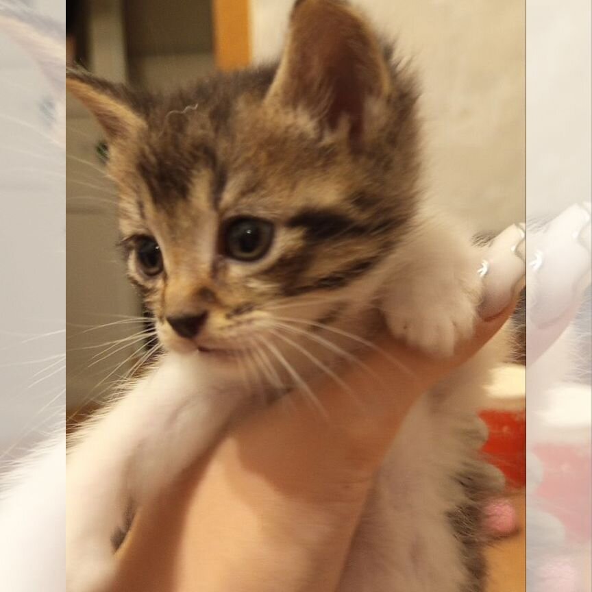 Котёнок в добрые руки
