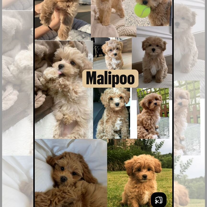 Мальтипу, щенок