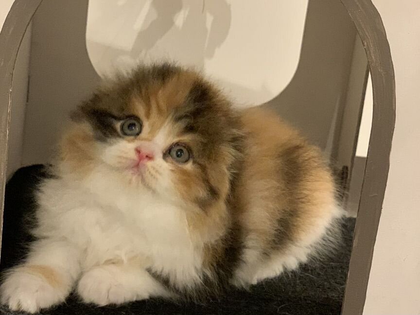 Длинношерстные шотландцы