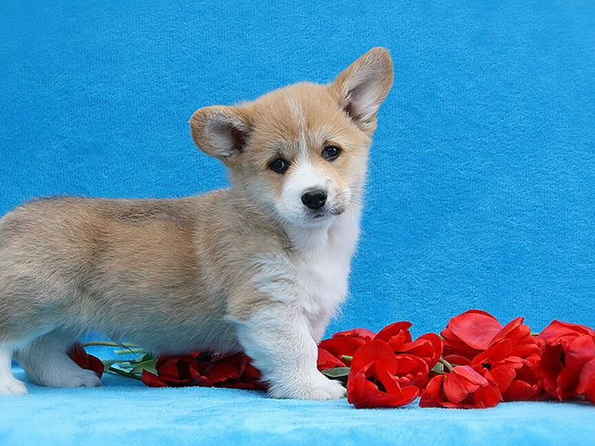 Щенки вельш-корги пемброк