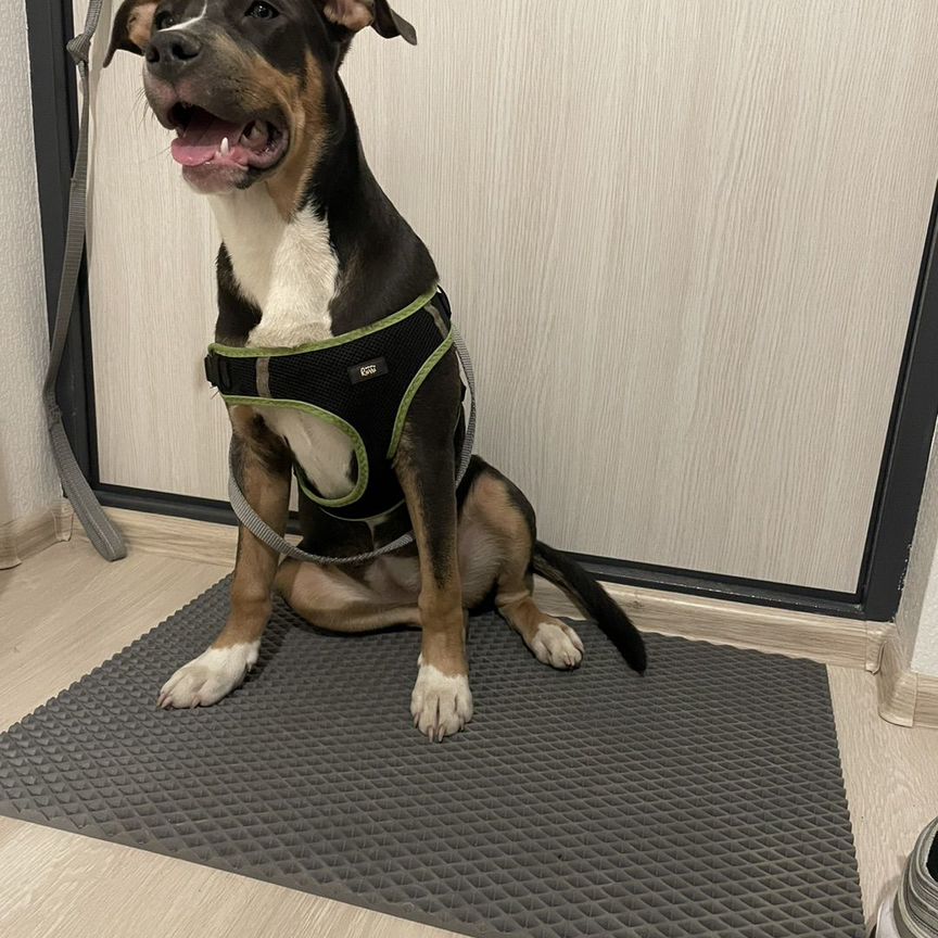 Стаффорд девочка триколор