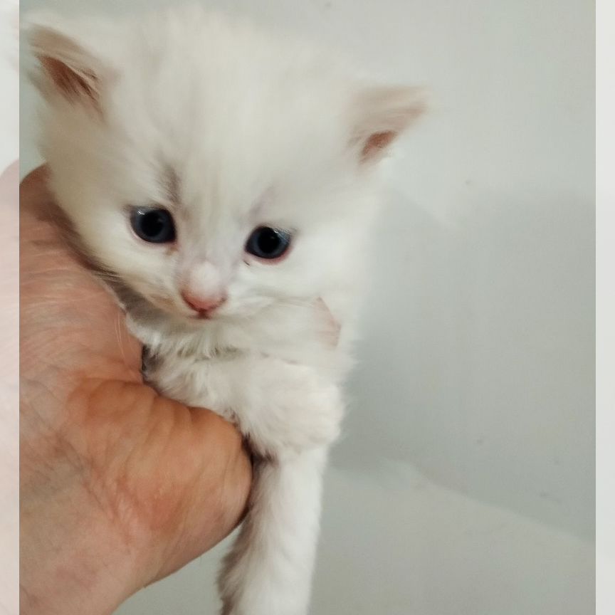 Кошка турецкая ангора