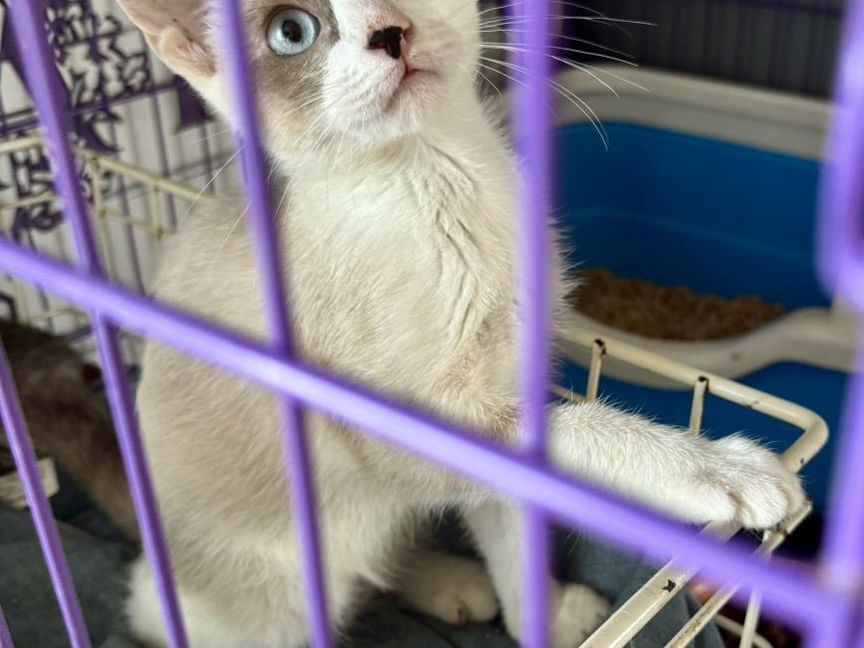 Котенок Ася в любящую семью