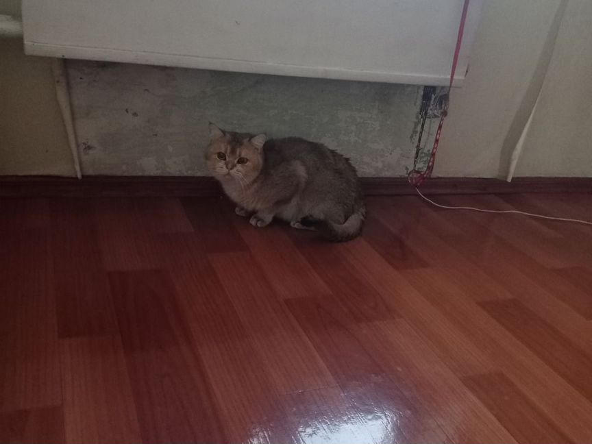 Золотая шиншилла,кот,2,5 года
