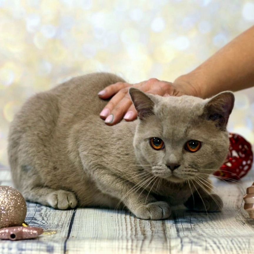 Ласковый кот ищет дом