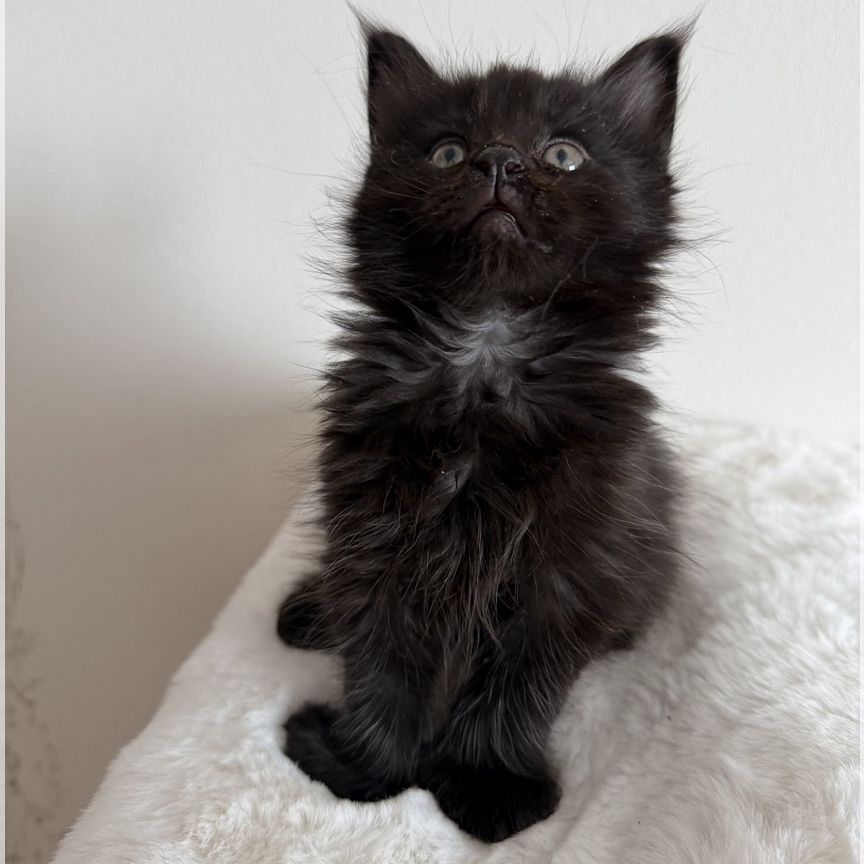 Мейн-кун котёнок