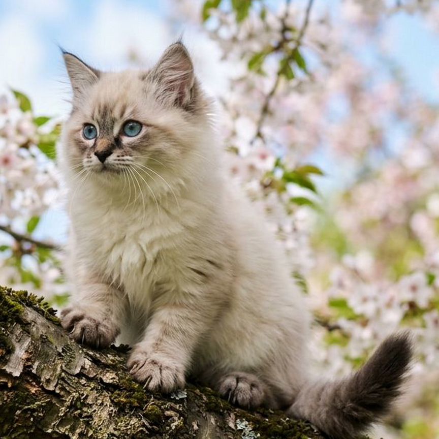 Невский маскарадный котёнок