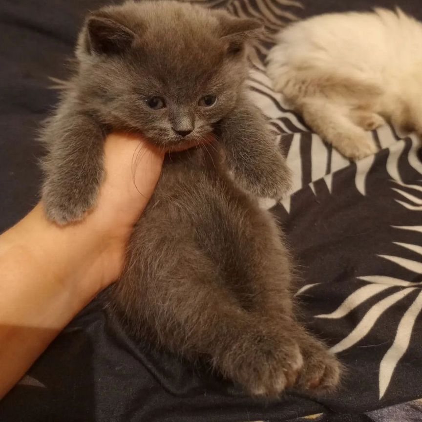 Шотландский вислоухий короткошёрстный котёнок