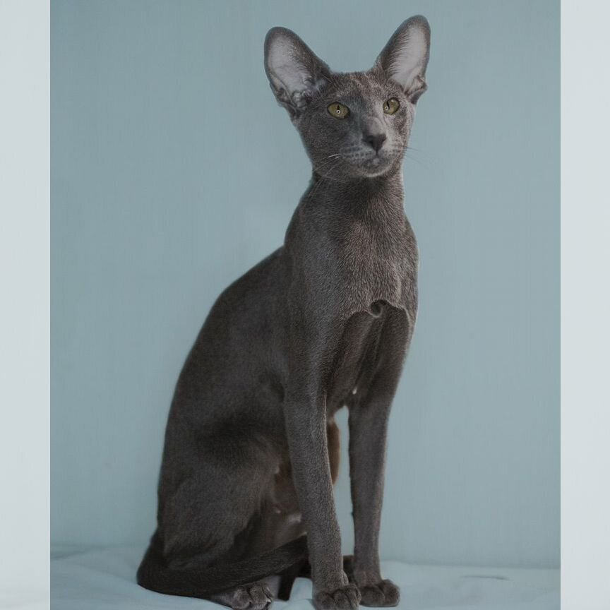 Ориентальная кошка