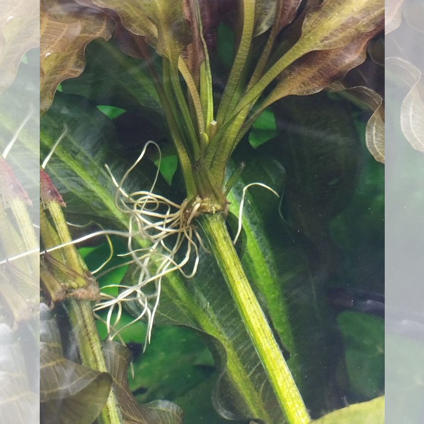 Апоногетон живородящий. Аквариумное растение