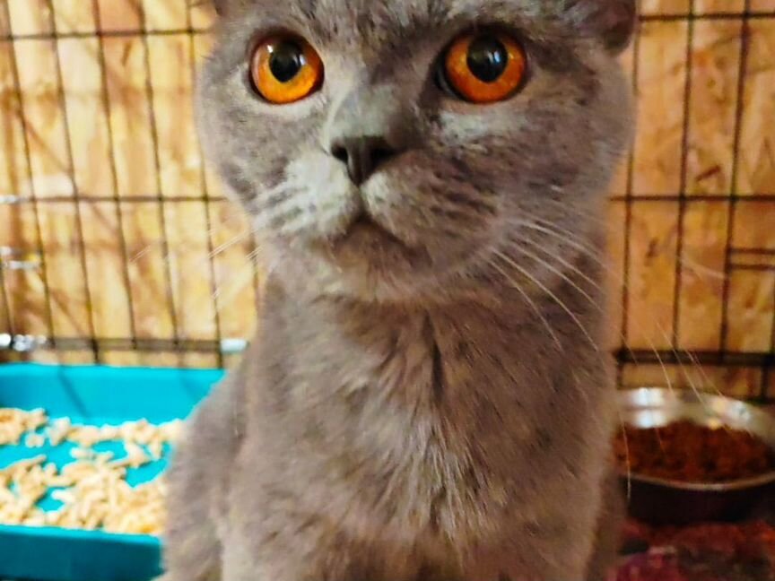 Кошечка Эльза-кошечка ищет жом и семью