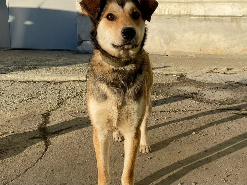 Собака в добрые руки