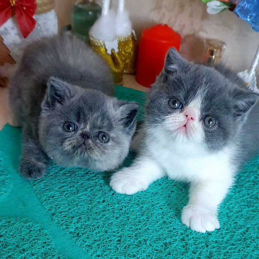 Экзотическая короткошерстная