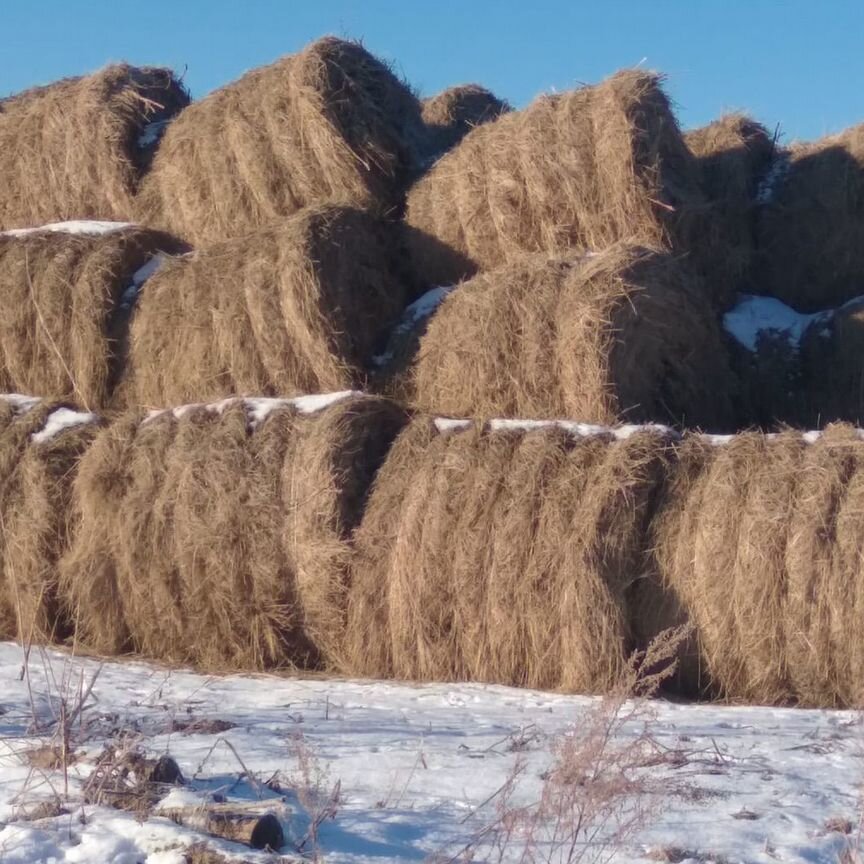 Продам сено в рулонах свежий укос