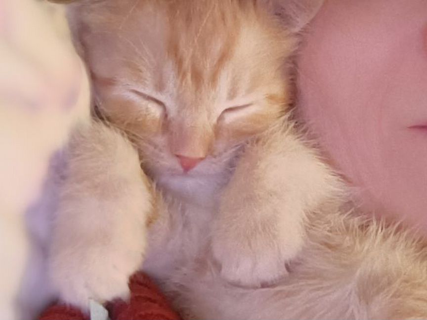 Котята