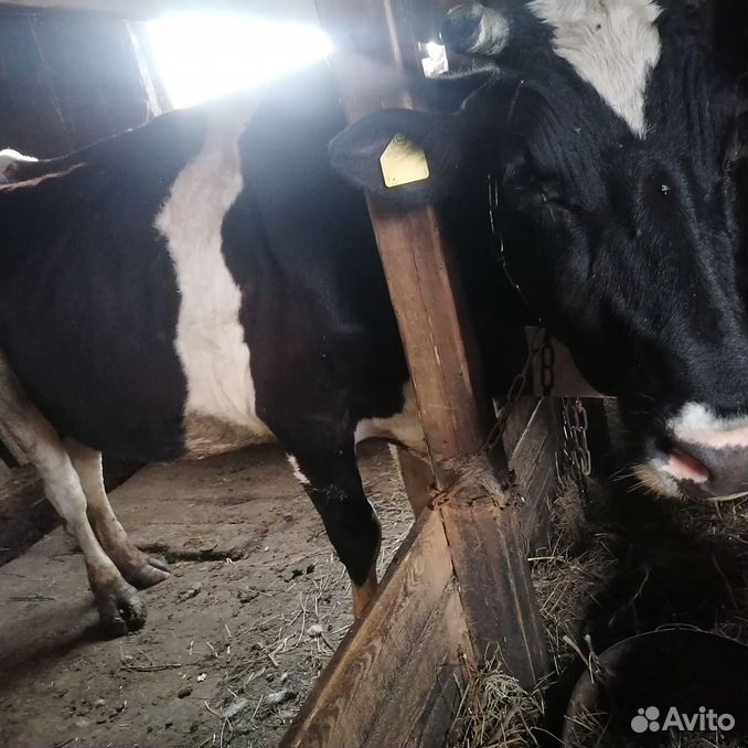 Продам коров