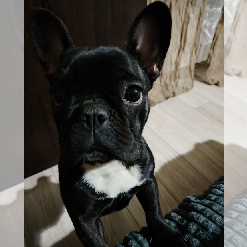 Французский бульдог щенки