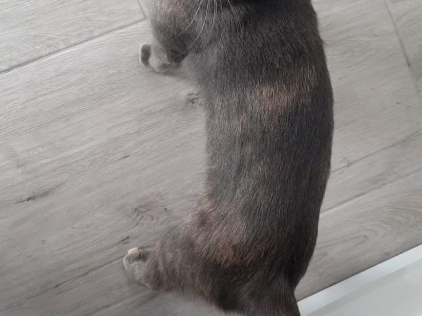 Кошечка Матильда