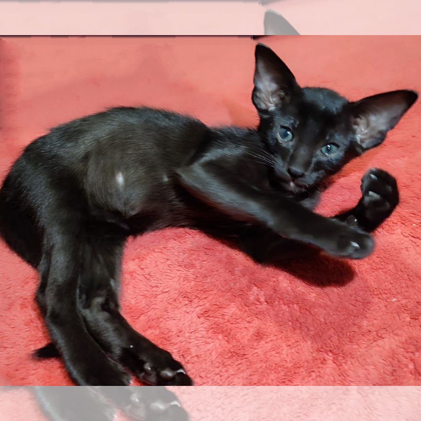 Ориентальный котёнок