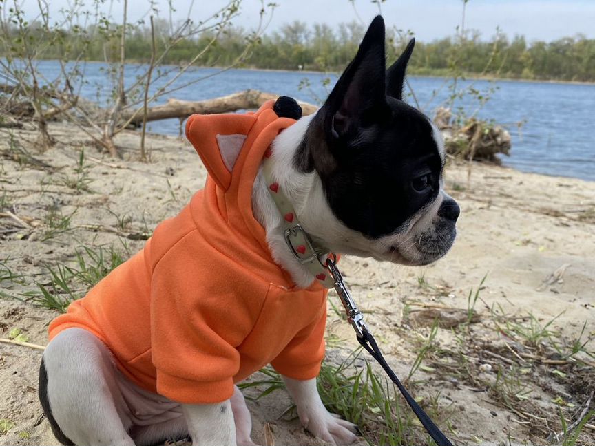 Одежда для щенка,кошки или маленькой собаки