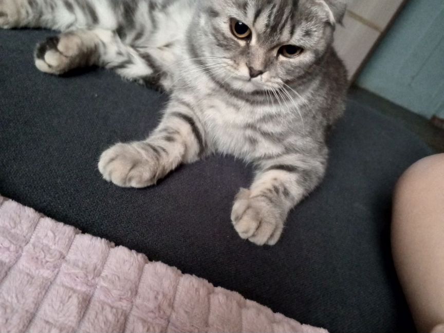 Шотландская