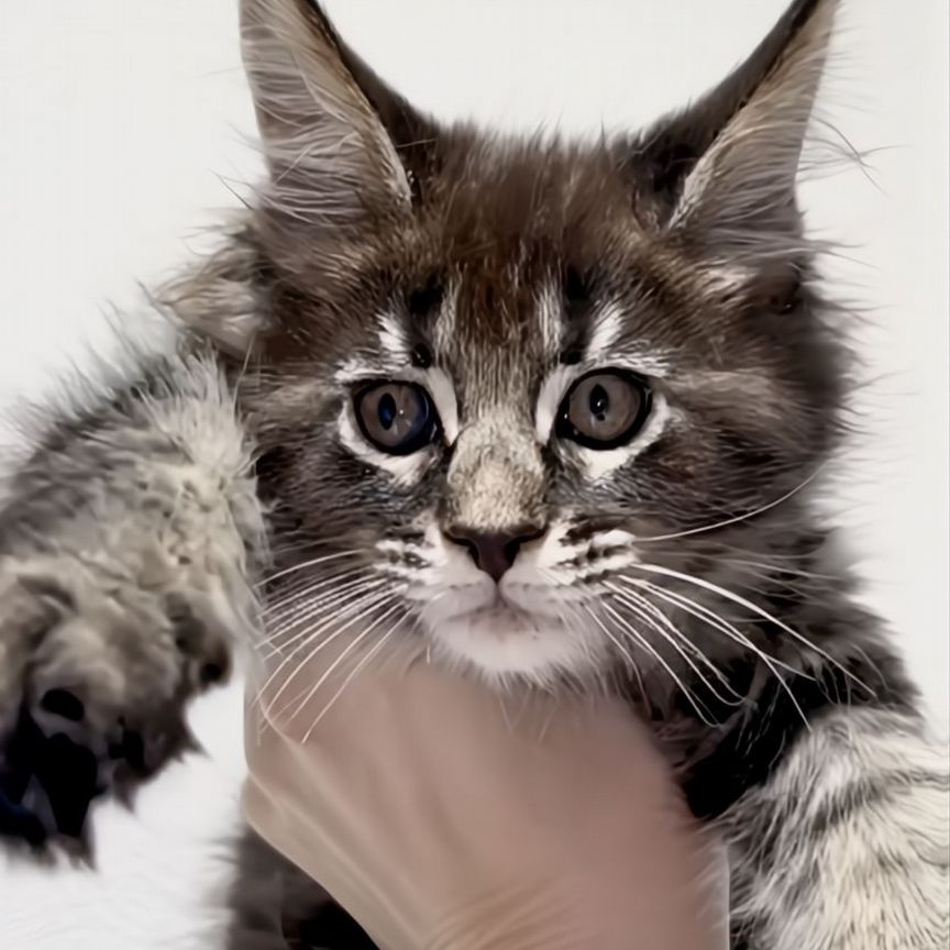 Мейн-кун котёнок