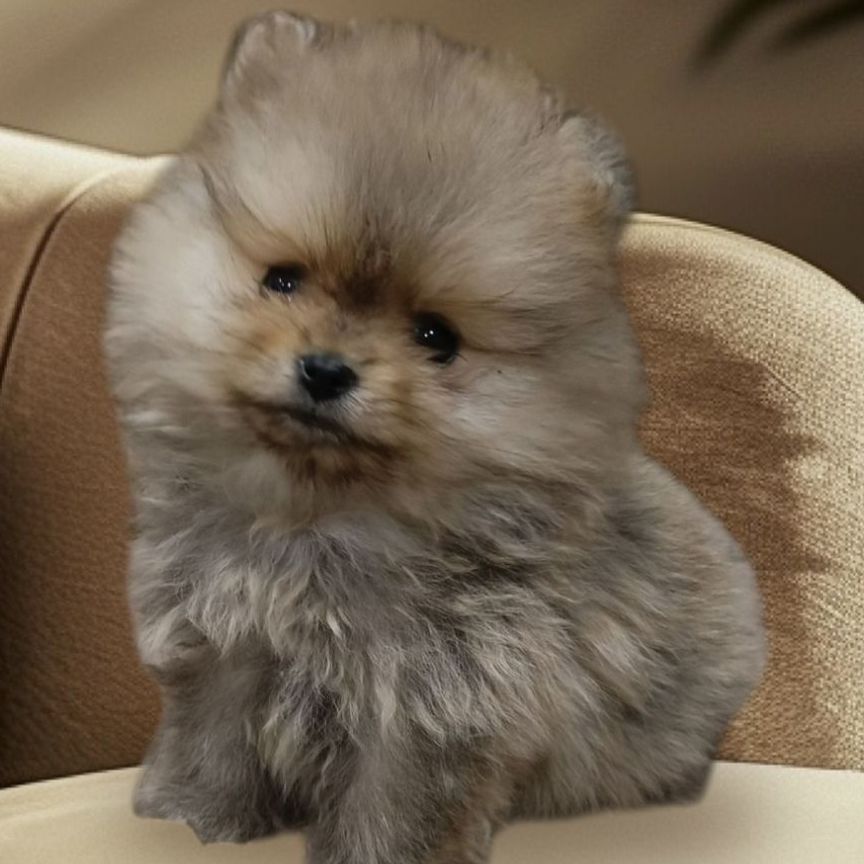 Немецкий шпиц, щенок