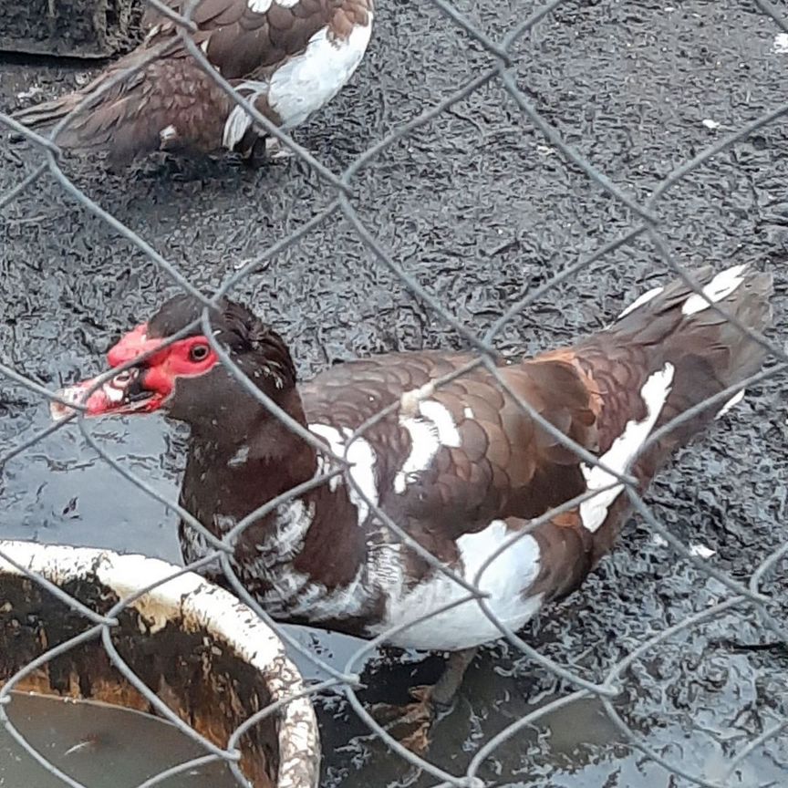 Мускусные утки