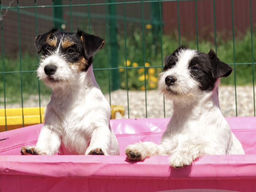 Щенки Джек Рассел терьер