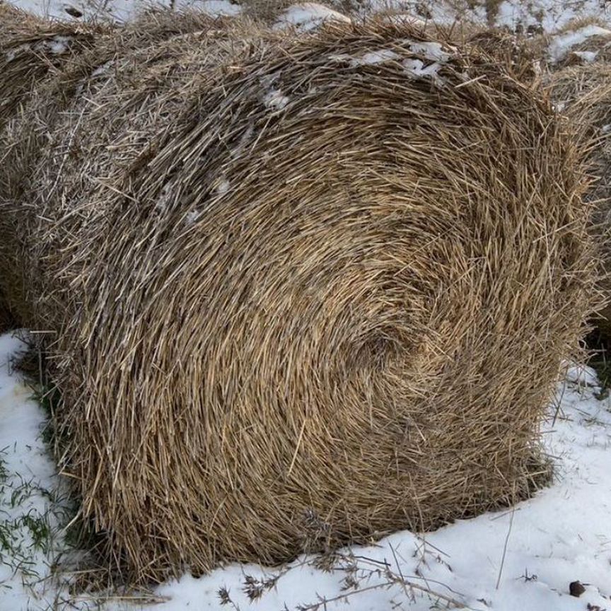 Сено солома в рулонах