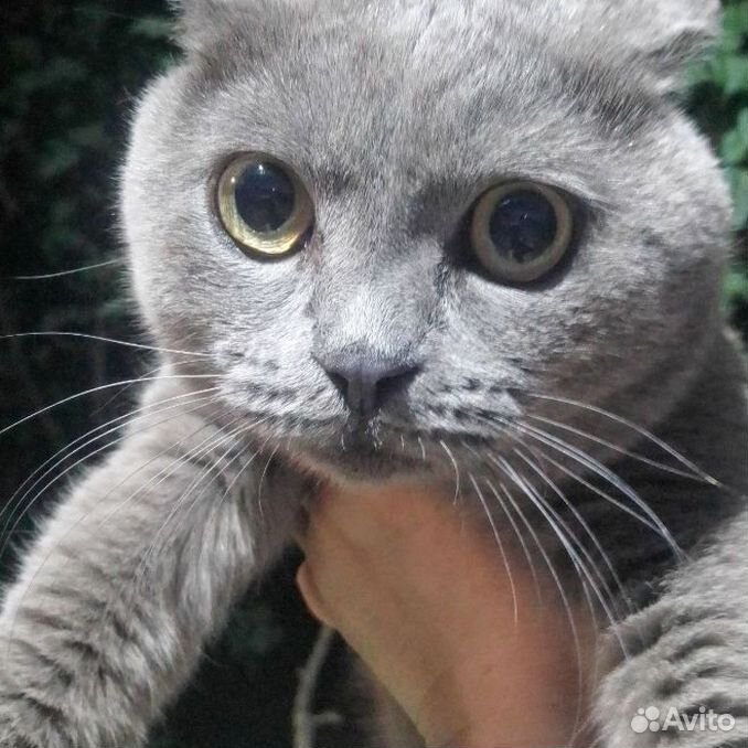 Вислоухий котик Захар (возраст до года) + другие