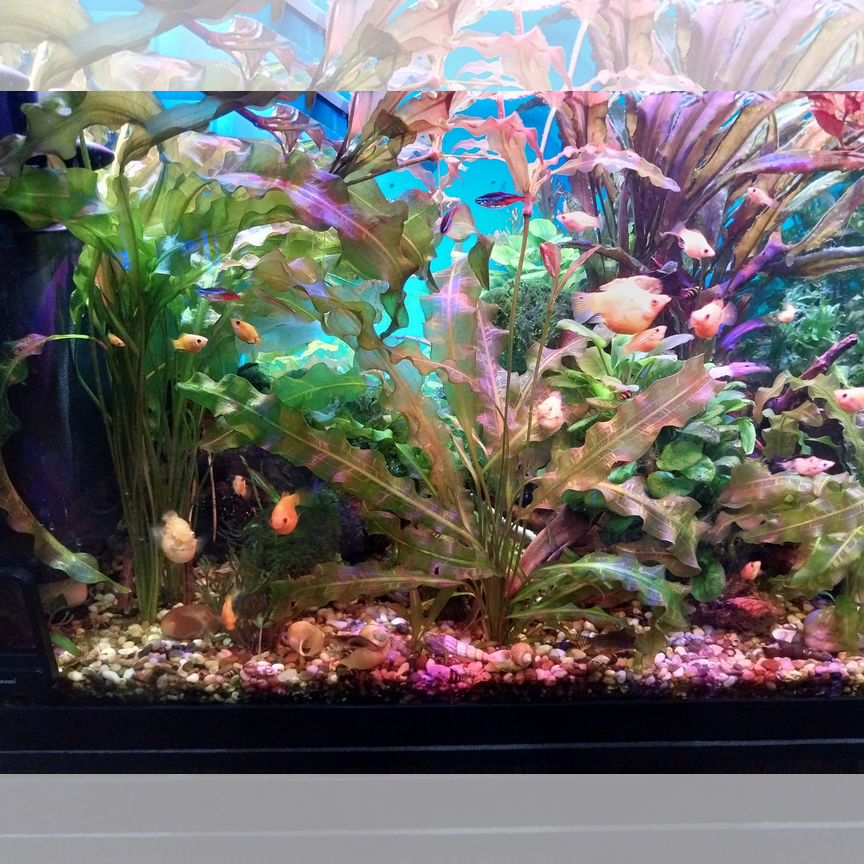 Моллинезии баллон