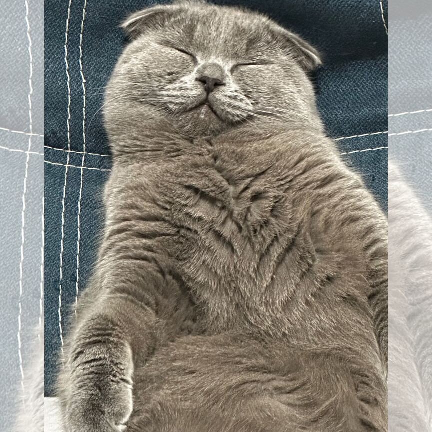 Шотландский вислоухий кот на вязку