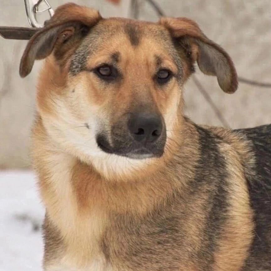 Взрослая собака в добрые руки