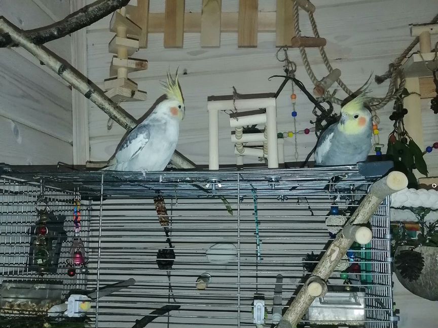 Попугай корелла