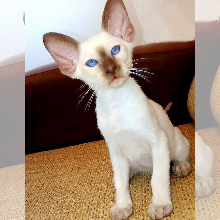Ориентальный котёнок