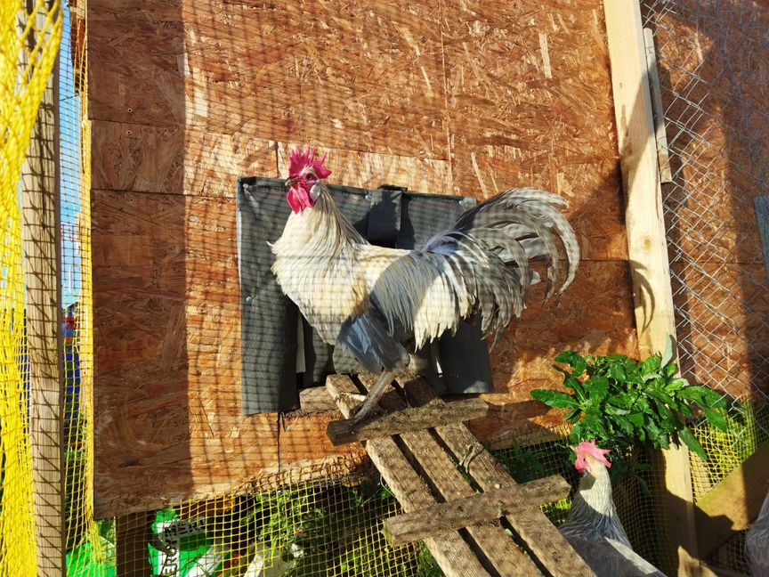 Петух жемчужный легорн