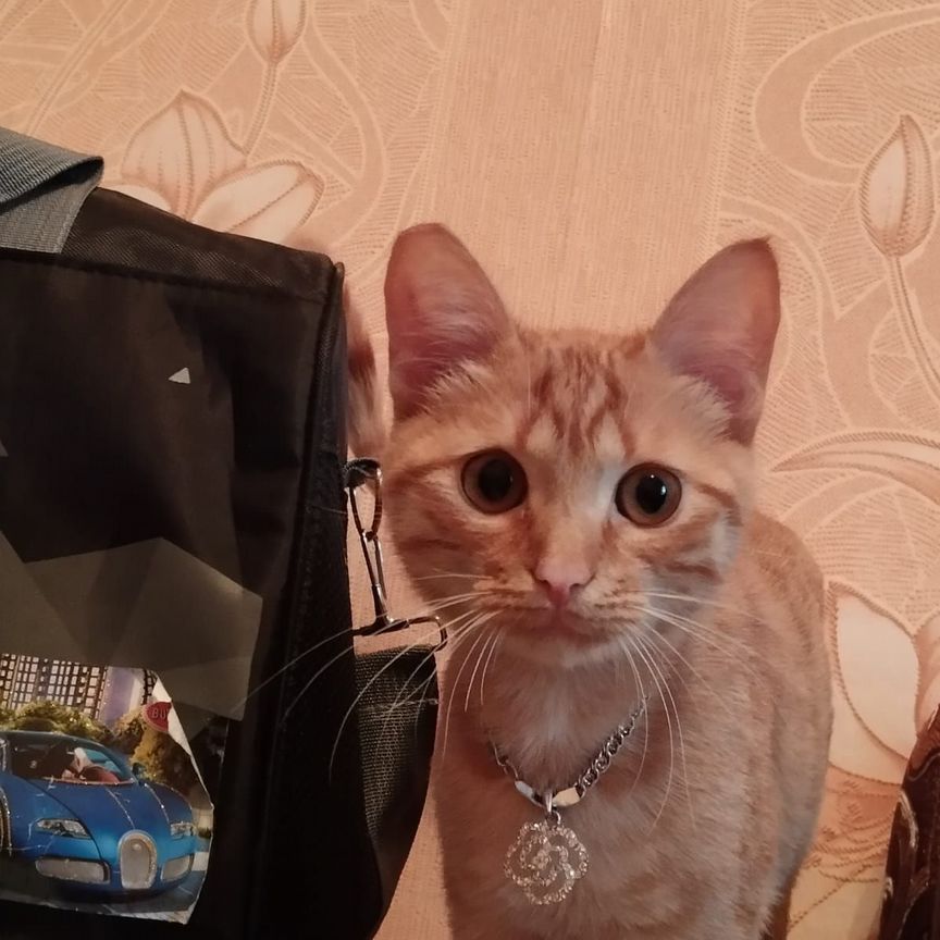 Рыжая красотка Майя