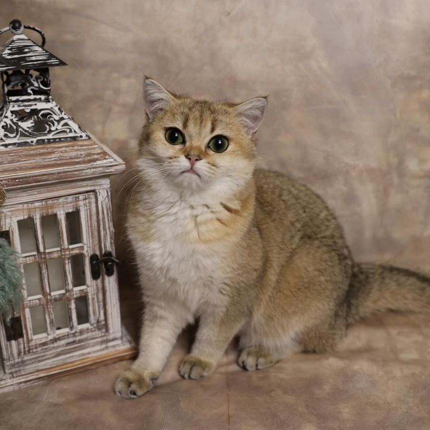 Шотландский прямоухий короткошёрстный котёнок