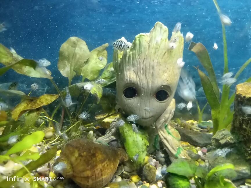 Рыбки тигровые попугаи