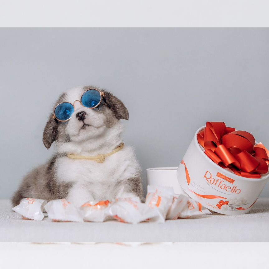 Вельш Корги Кардиган, щенок