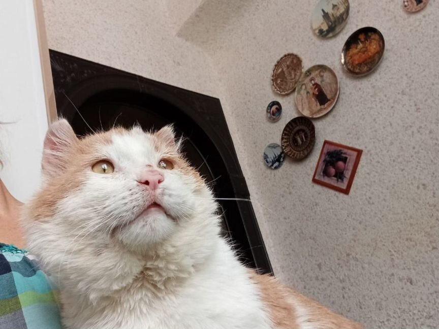 Кот яша