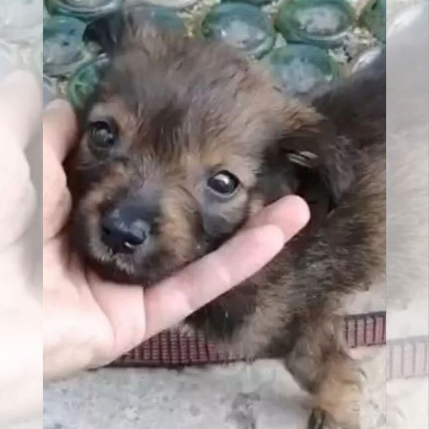 Маленький щенок Тимоша