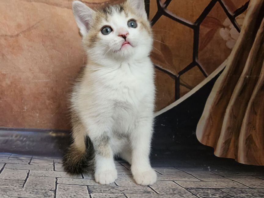 Девочка скоттиш килт