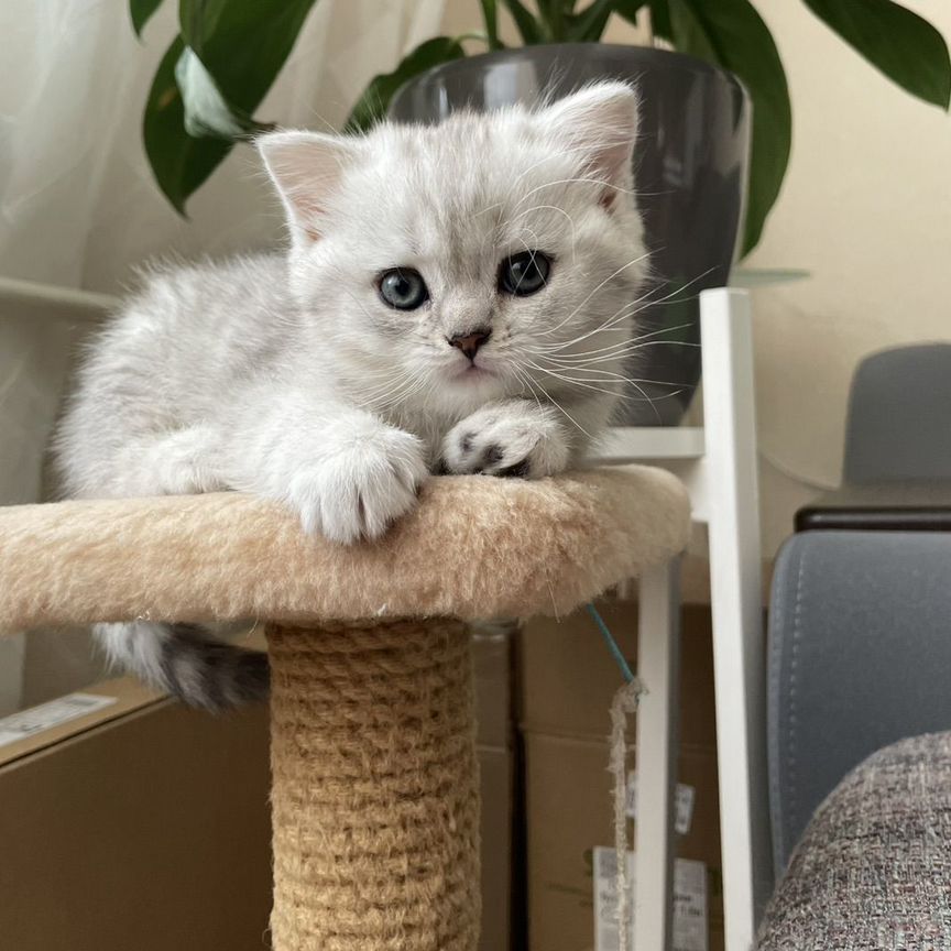 Британский длинношёрстный котёнок